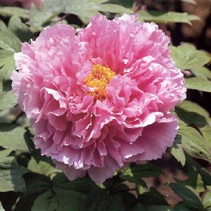 'Kamada-fuji''Kamata-fuji'(Wisteria at Kamada) (Jap. bef. 1893)