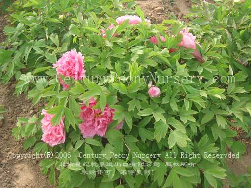 RouFu Rong (PIVOINES ARBUSTIVES CHINOISES): flr. double en coupe ...