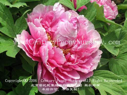 CarstenBurkhardt's WebProject Paeonia - ThePeony Database