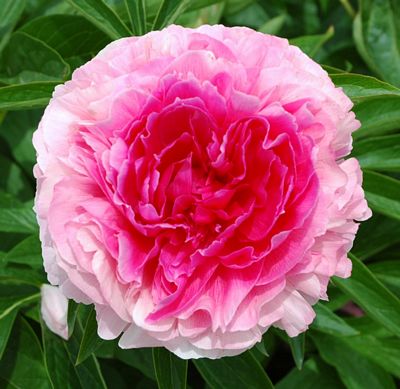 Deep Pink, full double, early, 33" tall,hybrid. Flower opens deep pink ...