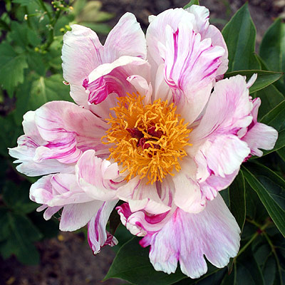 Prominent,dancing raspberry streaking and blotching. Raspberry ...