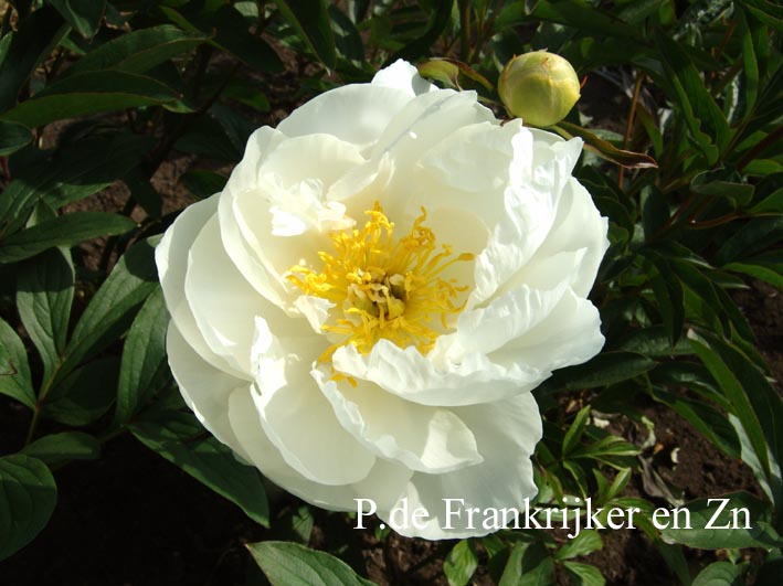 ©1. Bild : P.de Frankrijker en Zn ,Boskoop