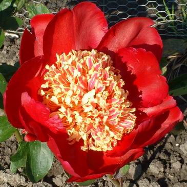 Sword Dance:Outstanding medium-sized single flowers, with rich-red ...